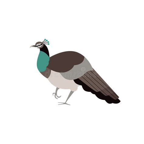Peacock Female Bird Peafowl Peahen Of Paradise Watercolor Illustration