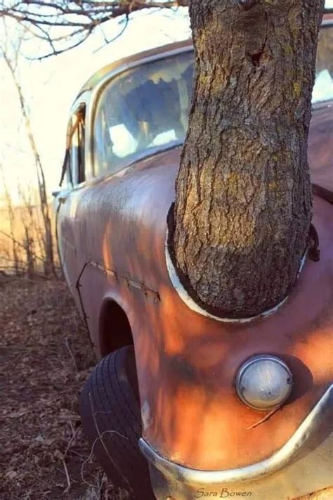 Abandoned Cars And Trucks Taken Back By Nature As Trees Grow Through