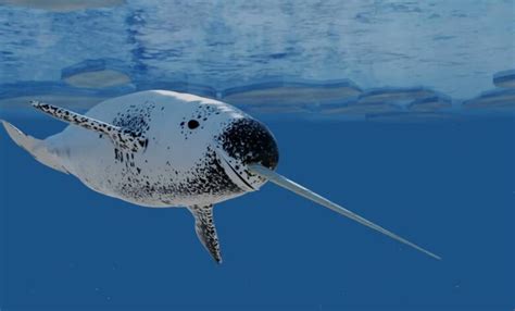 🐟 Narval Características Y Curiosidades Animales Salvajes