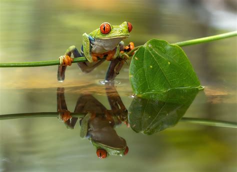Frogs Wallpapers 4k Hd Frogs Backgrounds On Wallpaperbat