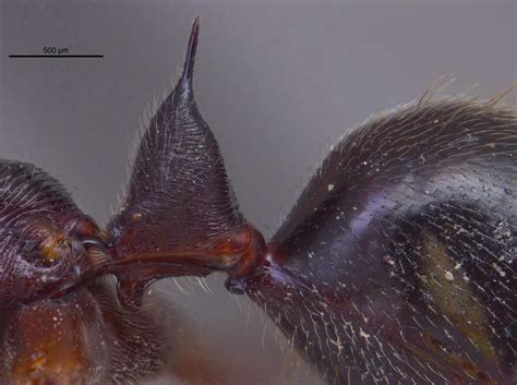 Odontomachus Bauri Emery 1892