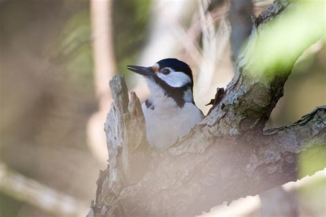 Great Spotted Woodpecker Bird Free Photo On Pixabay Pixabay
