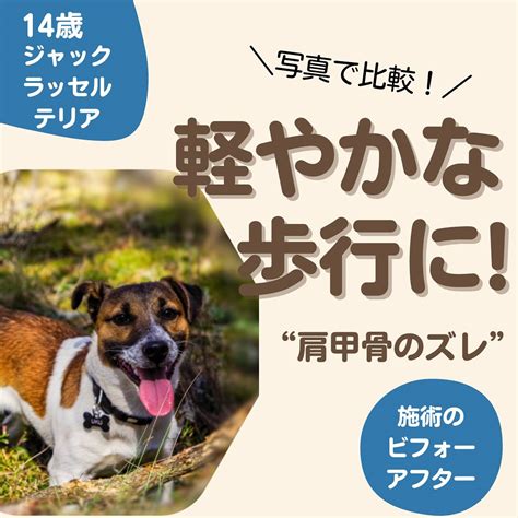 犬の整体研究所 おすわりの姿勢を後ろから見ると 腰が左に曲がっているのがわかります。 膝の高さも左右差がありましたが 施術後真っ直ぐになっ
