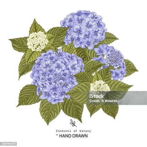 스케치 플로럴 장식 세트 흰색과 파란색 수국화 꽃 그림 흰색 배경에 고립 된 빈티지 라인 아트 손으로 그린 식물 삽화 요소 벡터입니다 일러스트레이션에 대한 스톡 벡터 아트