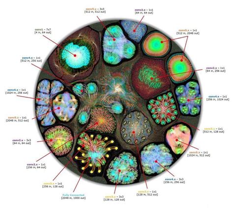 图解深度神经网络的架构！ 知乎