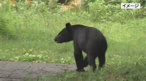会津にツキノワグマ出没警報 昭和村で男性が熊に襲われ亡くなった事故を受け発令・福島（2024年10月4日掲載）｜日テレnews Nnn