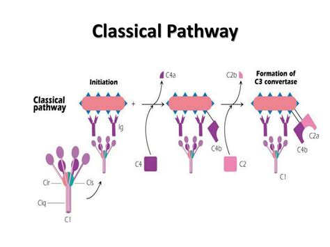 Ppt The Complement System Powerpoint Presentation Free Download Id
