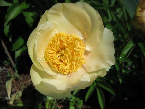 Canadian Peony Society Starlight