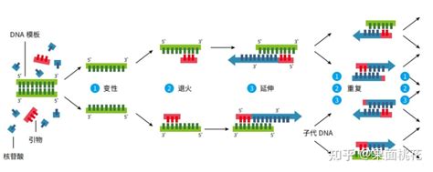 基础实验技能——pcr扩增 知乎