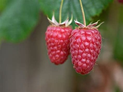 Nantahala Raspberry Red Primocane Late Season Zones 6 10