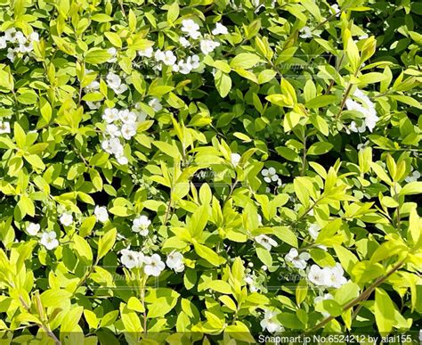 皇居の中で出迎えてくれた愛らしいお花たちの写真・画像素材 6524212 Snapmart（スナップマート）