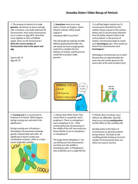 Amoeba Sisters Meiosis Overview Pdf Meiosis Chromosome