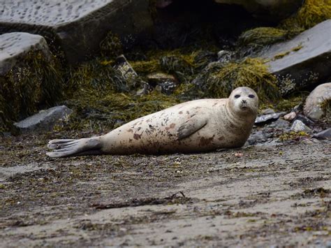 Harp Seals Pagophilus Marine Life Identification