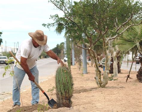 Avanza En 80 La Reforestación De Los Camellones En El Bulevar