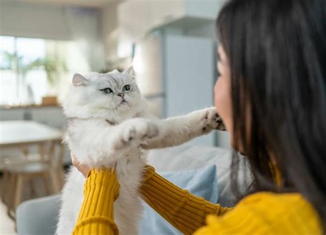 Can Cats Understand Words How Many Words Can Cats Understand Petmd