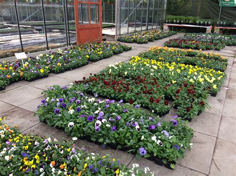 Bedding Plants