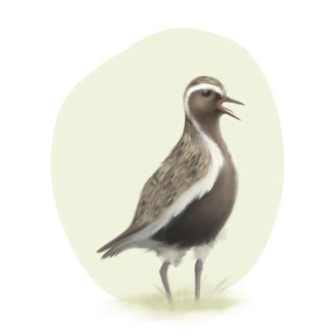 Heilo Gullfuglen Fuglenes Paradis