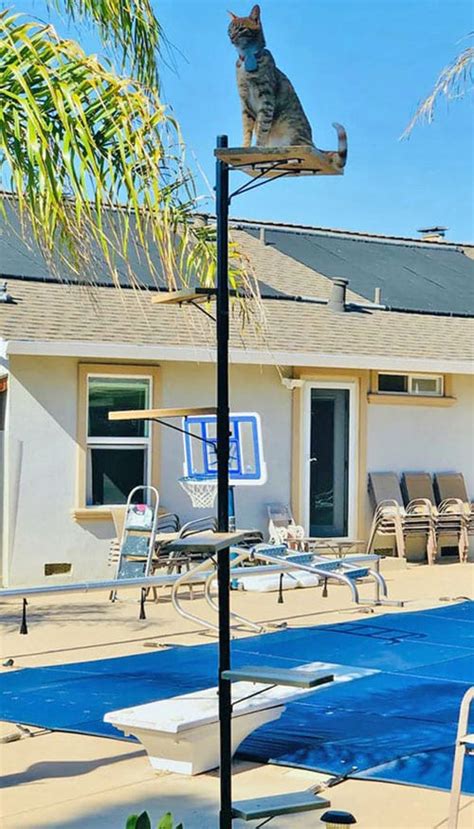 Outdoor Cat Tree 2 5 Metre Purrfect Perch Catfence