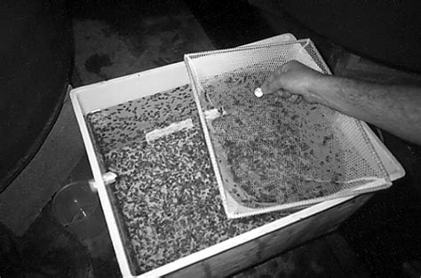 Southern Flounder A Hot Candidate For Aquaculture Coastwatch