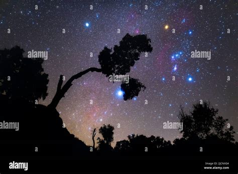 Occultation Of Sirius Behind A Silhouette Of Trees Photographed In
