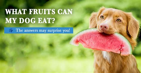 What Fruits Can My Dog Eat