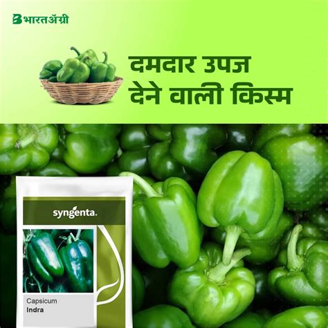 Buy Syngenta Capsicum Seeds Online Best Price And Quality Bharatagri