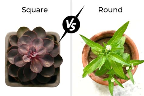 Square Vs Round Pots For Plants Which Is Better Flourishing Plants