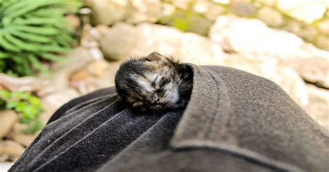 Gattino miagola di notte cause e come si può fare smettere