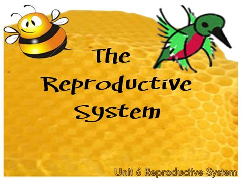 Ppt The Reproductive System Powerpoint Presentation Free Download