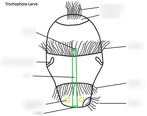 Schaubild „trochophora Larve Quizlet