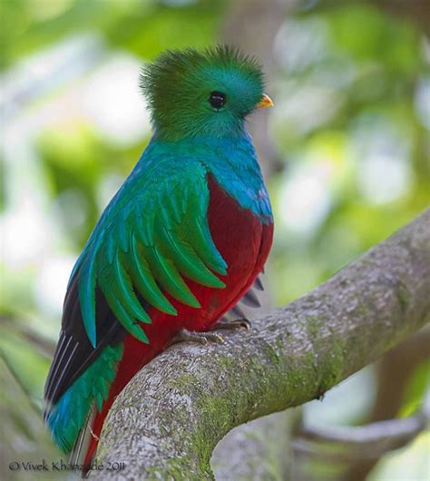 Resplendent Quetzal Fotos De Aves Imagenes De Aves Hermosas Aves De