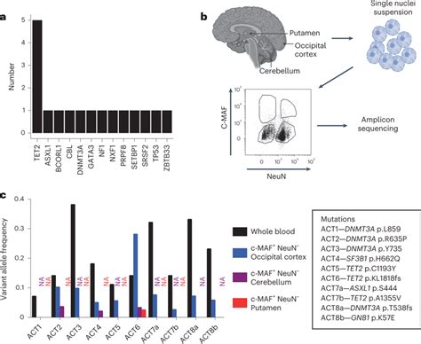 Chip Variants Can Be Found In The Mg Enriched Fraction Of The Brain A Download Scientific