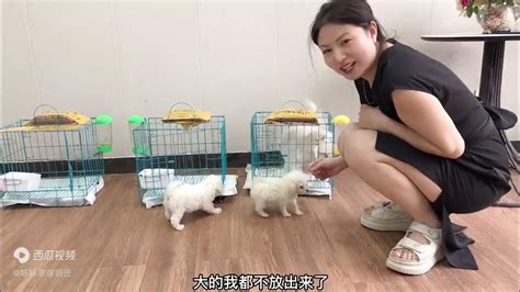 三只小比熊集体出发去新家，临走前大吃大喝，没想到是个小吃货！ Youtube