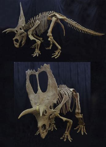 Coahuilaceratops Skeleton Replica Dinosaurs Rock Superstore Fossil