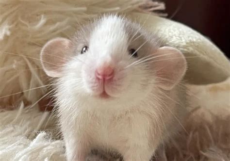 花枝鼠怎么养亲人？来看看吧 宠物网