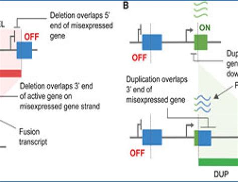Notes On Single Cell RNA Seq Reveals Dynamic Random Monoallelic Gene Expression In Mammalian