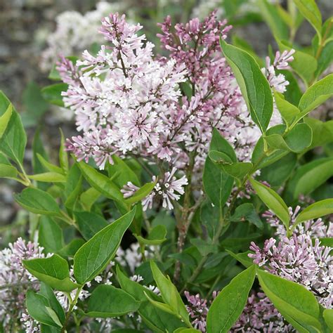 Miss Kim Lilac Flowering Shrub In 225 Gallon Pot 1 Pack With