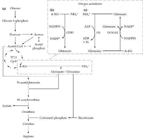 Simplified Pathways For L Arginine Biosynthesis Long Dashed Lines