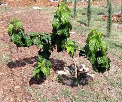 Contorted Mulberry Morus Alba Unryu