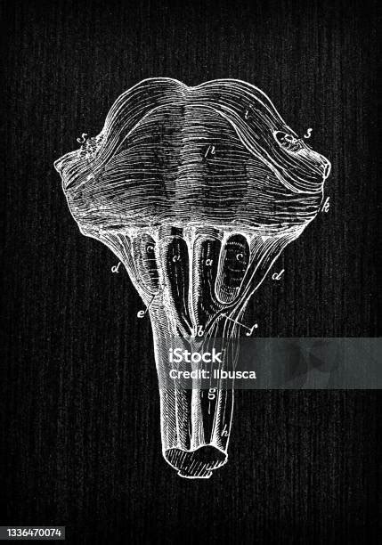 Ilustrasi Antik Sistem Saraf Anatomi Tubuh Manusia Pons Varolii Dan