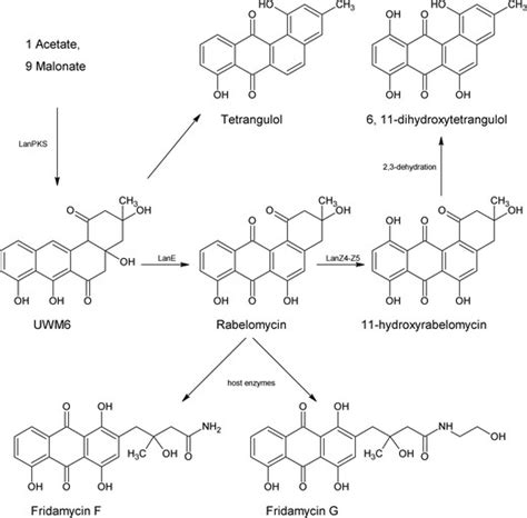 Proposed Biosynthetic Pathways For The Isolated Compounds Download
