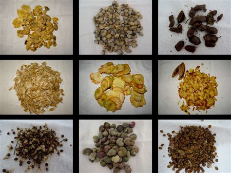 The Beautiful Biodiversity Of Seeds Black Jaguar Foundation