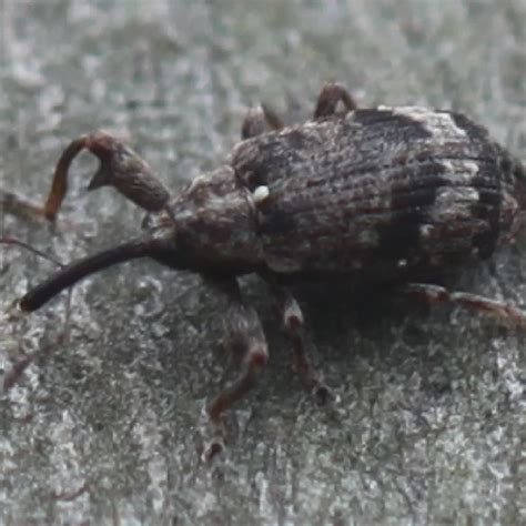 Anthonomus Pomorum Facts Diet Habitat And Pictures On Animaliabio