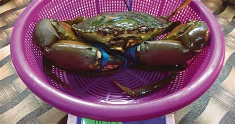 Cara Mematikan Ketam Nipah Ketam Nipah Mud Crabs Cara Terbaru