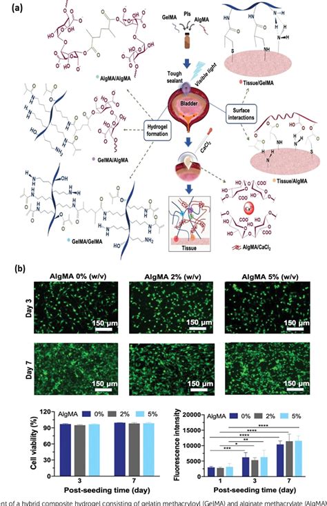 Figure 7 From An Insight Into Synthesis Properties And Applications Of Gelatin Methacryloyl