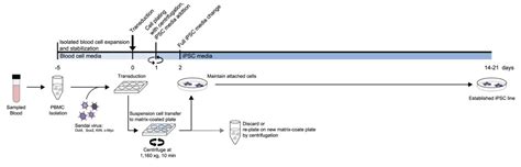 Induced Pluripotent Stem Cell Generation From Blood Cells Using Sendai
