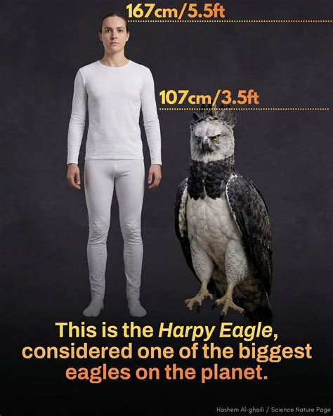 Hashem A Human Vs A Harpy Eagle With Talons As Large As A Grizzly