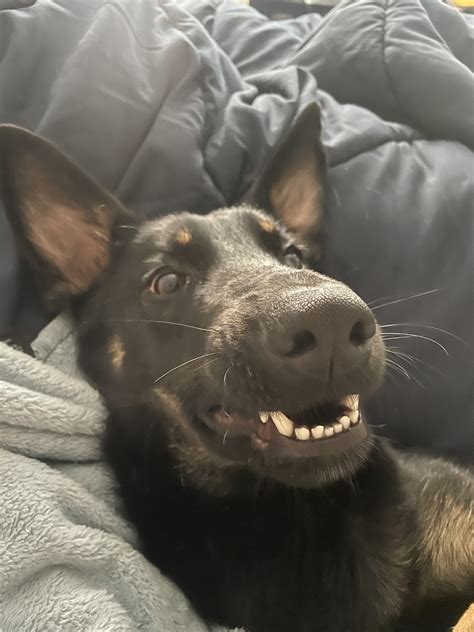 My Girl Loves To Smile With Her Teeth Rrarepuppers