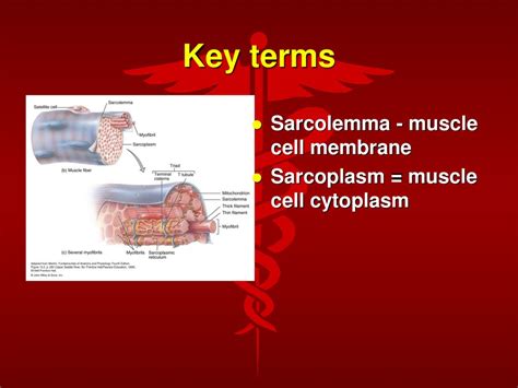 The Muscular System Ppt Download