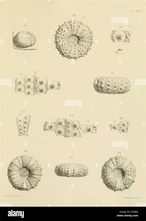 This Monograph Provides A Detailed Study Of Fossil Echinoderms From The